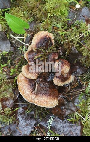 Ischnoderma benzoinum, known as Benzoin bracket fungus, wild polypore ...