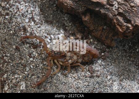 Alligator Back Scorpion, Hottentotta hottentotta with babies Stock ...