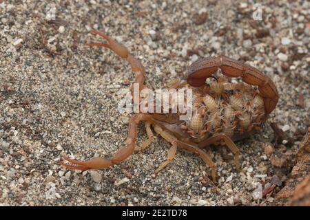 Alligator Back Scorpion, Hottentotta hottentotta with babies Stock ...