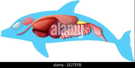 Internal Anatomy of a Dolphin isolated on white background Stock Vector ...