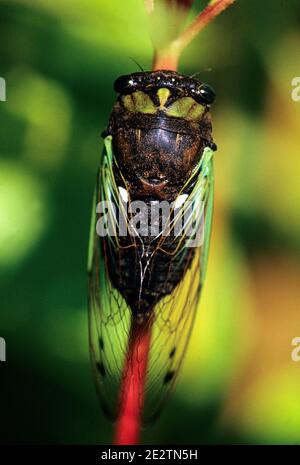a close up of a cicada Stock Photo - Alamy