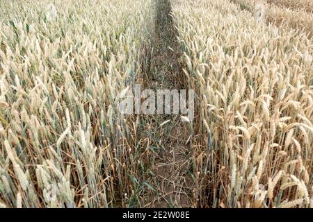 Shot of a tiny path in a wheat field Stock Photo - Alamy