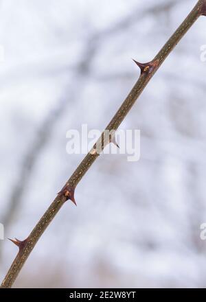 Black locust branch isolated on white background Stock Photo - Alamy