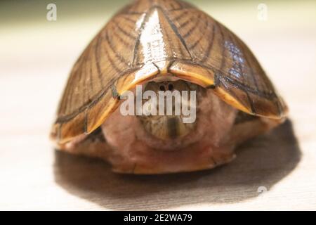 an adult female razorback musk turtle Stock Photo - Alamy