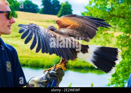 Leeds Castle's Bird of Prey Centre houses birds from a variety of ...