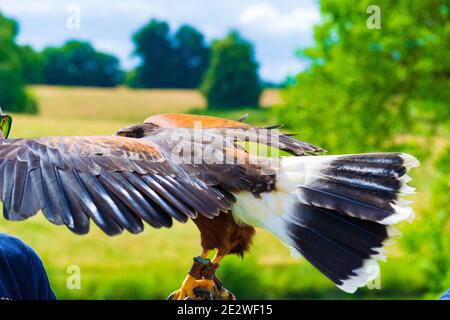 Leeds Castle's Bird of Prey Centre houses birds from a variety of ...