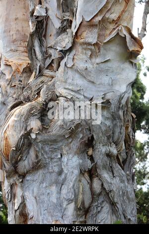 Peeling bark of the paperbark tree (Melaleuca leucadendra) at Ormond ...