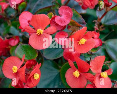 Red Begonia cucullata also known as clubbed begonia or wax begonia ...