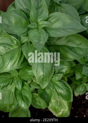 Fresh basil leaves - basilius - in the garden. Overhead shot Stock ...