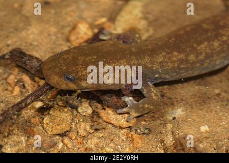 A close up of a juvenile Cope's giant salamander, Dicamptodon copei ...