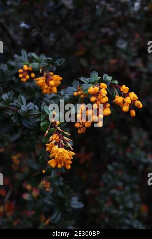 small orange flowers with green leaves on the stones, note shallow ...
