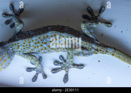Gekko gecko or Tokay gecko, Srimangal, Moulvi Bazar, Bangladesh Stock ...