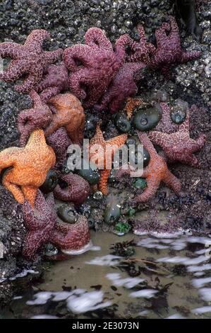 Oregon Coast at Neptune State Scenic Viewpoint, Oregon, USA Stock Photo ...