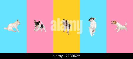 Collage of Five different dogs breeds and size looking happy at the camera and panting on a ...