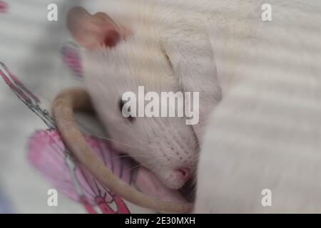 A cute white rat sleeps curled up in a ball Stock Photo - Alamy