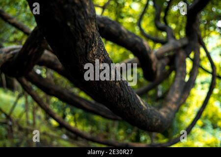 Old jungle twisted tree vine in Western Ghats, Maharashtra, India Stock ...
