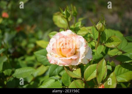 Beautiful bushy beige roses close-up. Beautiful rose with beige and ...