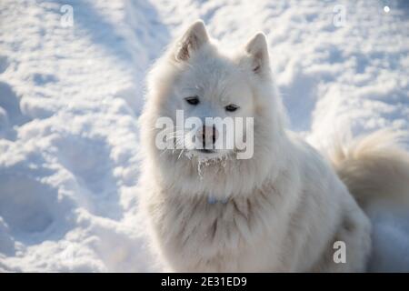 Samoyed white dog is on snow Saulkrasti beach in Latvia Stock Photo - Alamy