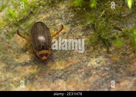 Diving beetle (Rhantus exsoletus Stock Photo - Alamy