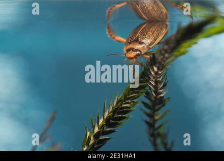 Diving beetle (Rhantus exsoletus Stock Photo - Alamy