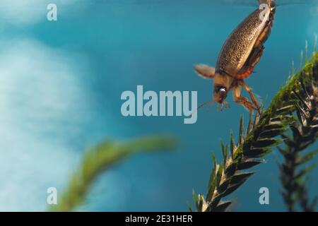 Diving beetle (Rhantus exsoletus Stock Photo - Alamy
