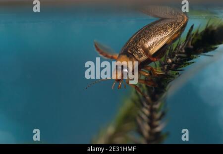 Diving beetle (Rhantus exsoletus Stock Photo - Alamy
