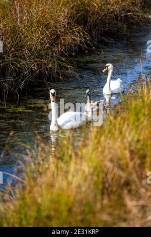 River Swale at The Swale National Nature Reserve, Isle of Harty, Isle ...