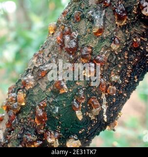Bacterial canker (Pseudomonas syringae) gummosis exudation on apricot ...