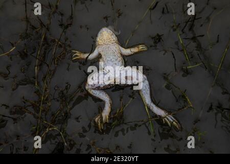 Dead frog float on the water surface (Pelophylax ridibundus Stock Photo ...