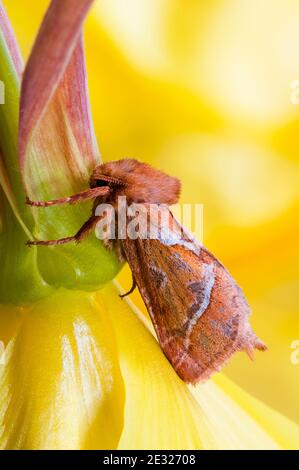 An adult orange swift moth (Hepialus sylvina) at rest on an evening ...