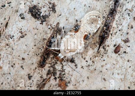 An adult poison hemlock moth (Agonopterix alstromeriana) at rest on a ...