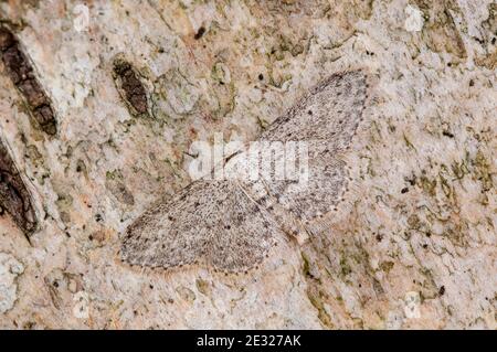 Small dusty wave moth (Idaea seriata). British insect in the family ...