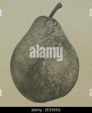 Madame Ballet VF10318 Stock Photo - Alamy