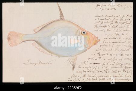 Ludwig Becker - Silver Dory, Cyttus australis Stock Photo - Alamy