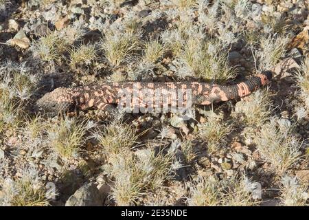 Gila Monster, Heloderma suspectum, Helodermatidae, Mexico and South ...
