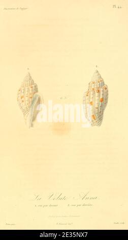 Lyria anna 1831 Stock Photo - Alamy