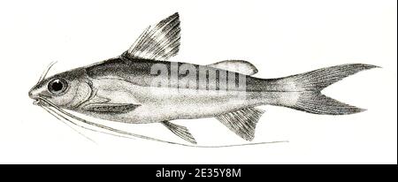 Macrones oculatus Mintern 98 Stock Photo - Alamy