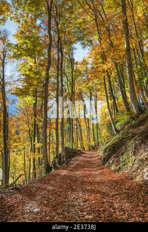 book autumnal beech path way forest nature fall autumn tree trees ...