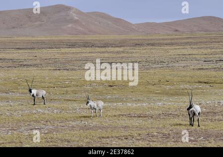 (210117) -- NAGQU, Jan. 17, 2021 (Xinhua) -- Photo taken on Jan. 15 ...