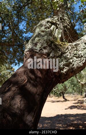 Cork tree plantation in Portugal Stock Photo - Alamy
