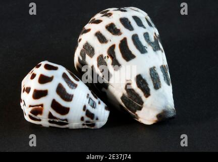 The Cone Shell family are carnivores armed with a poisonous darts and ...