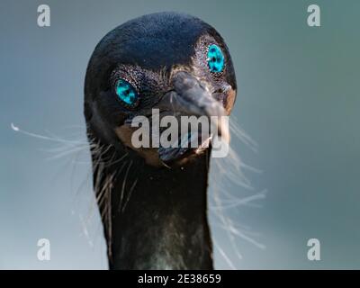 The incredible blue eyes of Brandt's cormorant, Phalacrocorax ...