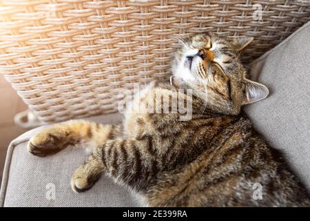 Cute little lazy tired tabby cat relaxing enjoy lying, napping and ...