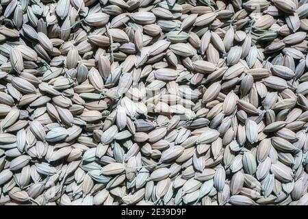 Un-hulled rice, rough rice, unhulled rice Stock Photo - Alamy