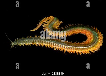 Common Ragworm Perinereis cultrifera Stock Photo - Alamy