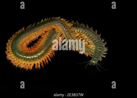 Ragworm - Perinereis cultrifera Stock Photo - Alamy