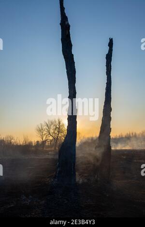 Snag burned trunk Stock Photo - Alamy