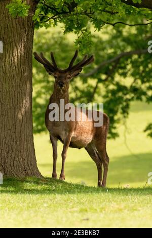 Deer standing under a tree taken in the UK at a deer park Stock Photo ...