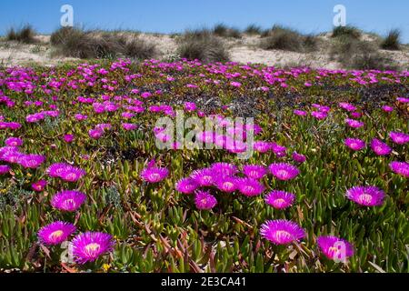Pigface or Angular Pigface (Carpobrotus glaucescens) flowers shore of ...