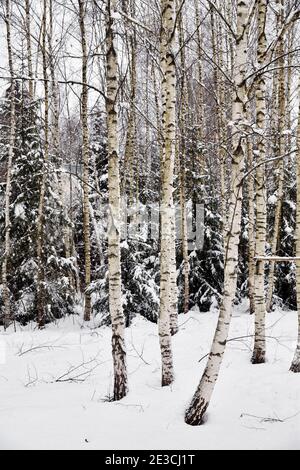 Birch grove after a snowfall on a winter cloudy day. Birch branches ...